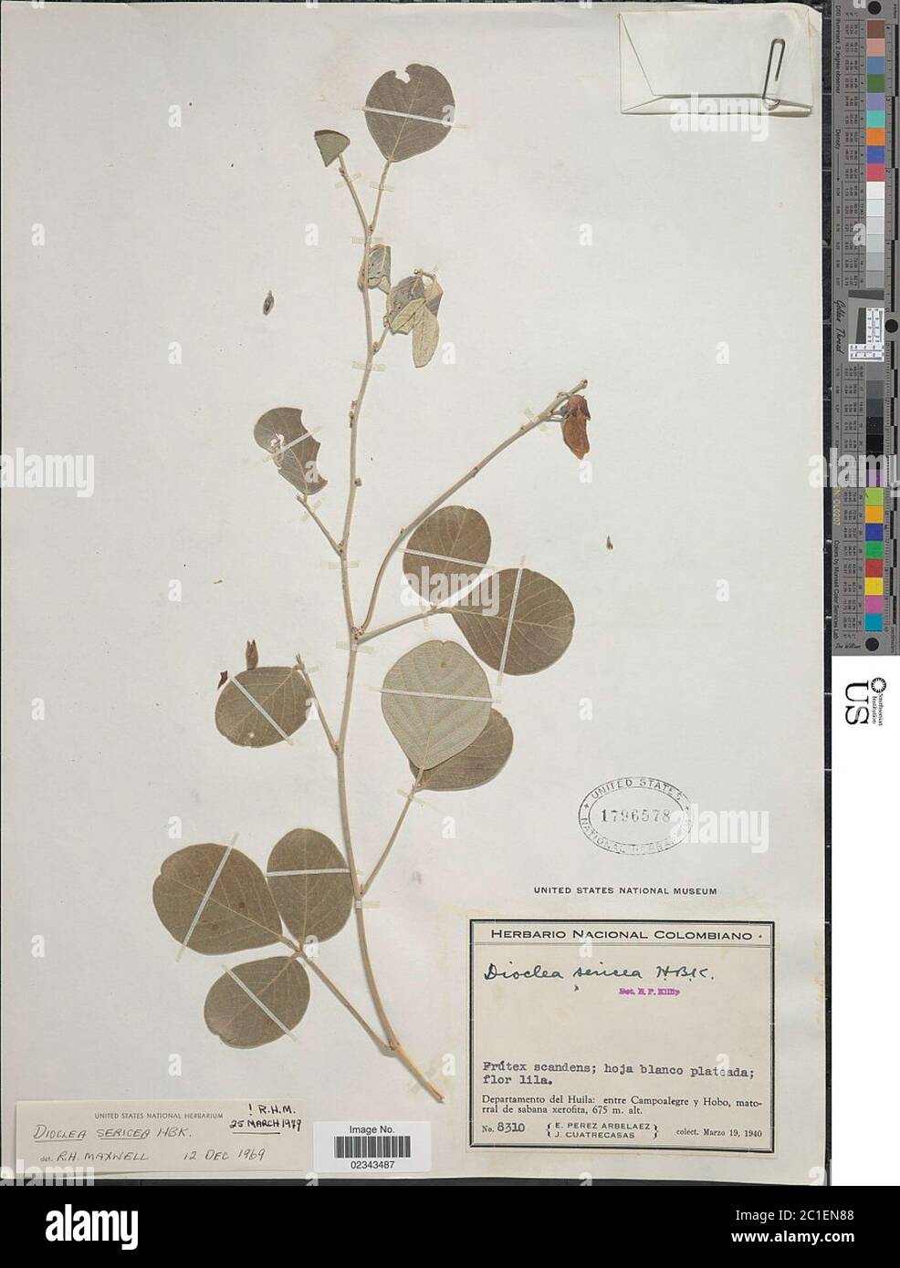 Dioclea hi-res stock photography and images - Alamy