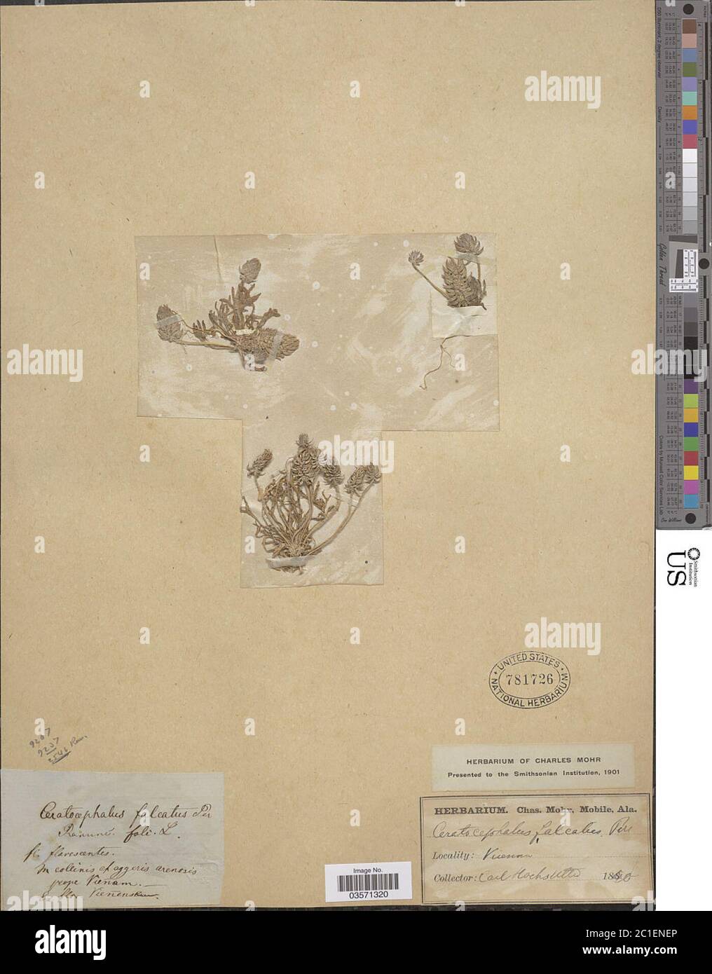 Ranunculus falcatus hi-res stock photography and images - Alamy