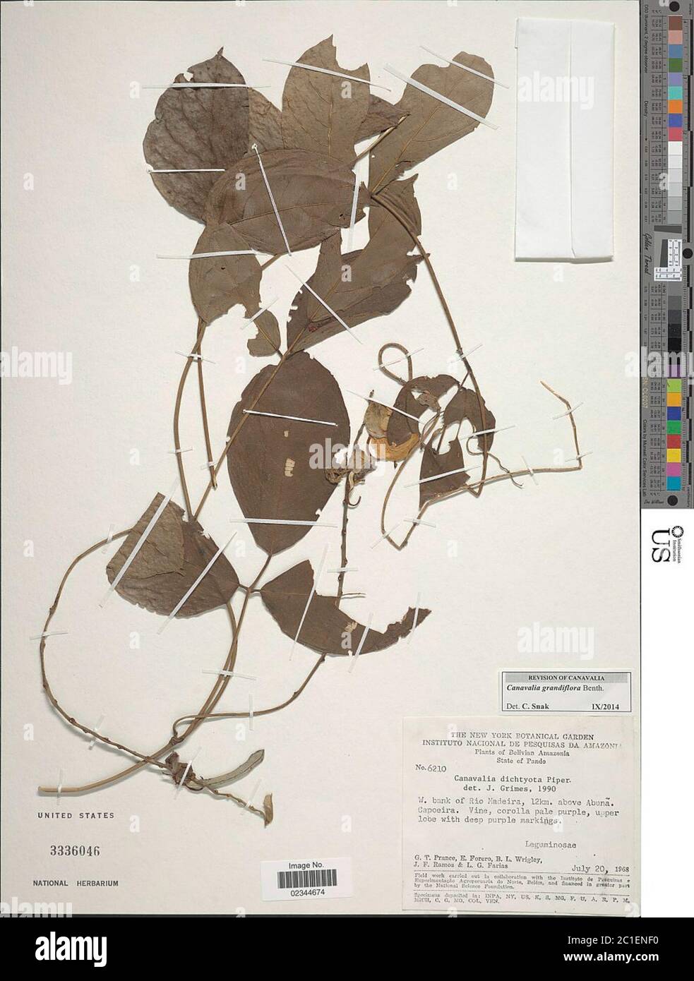 Canavalia grandiflora Benth Canavalia grandiflora Benth Stock Photo - Alamy