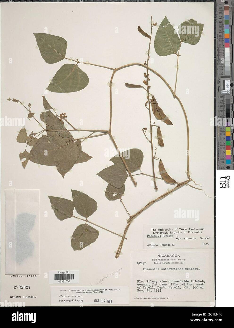 L lunatus hi-res stock photography and images - Alamy