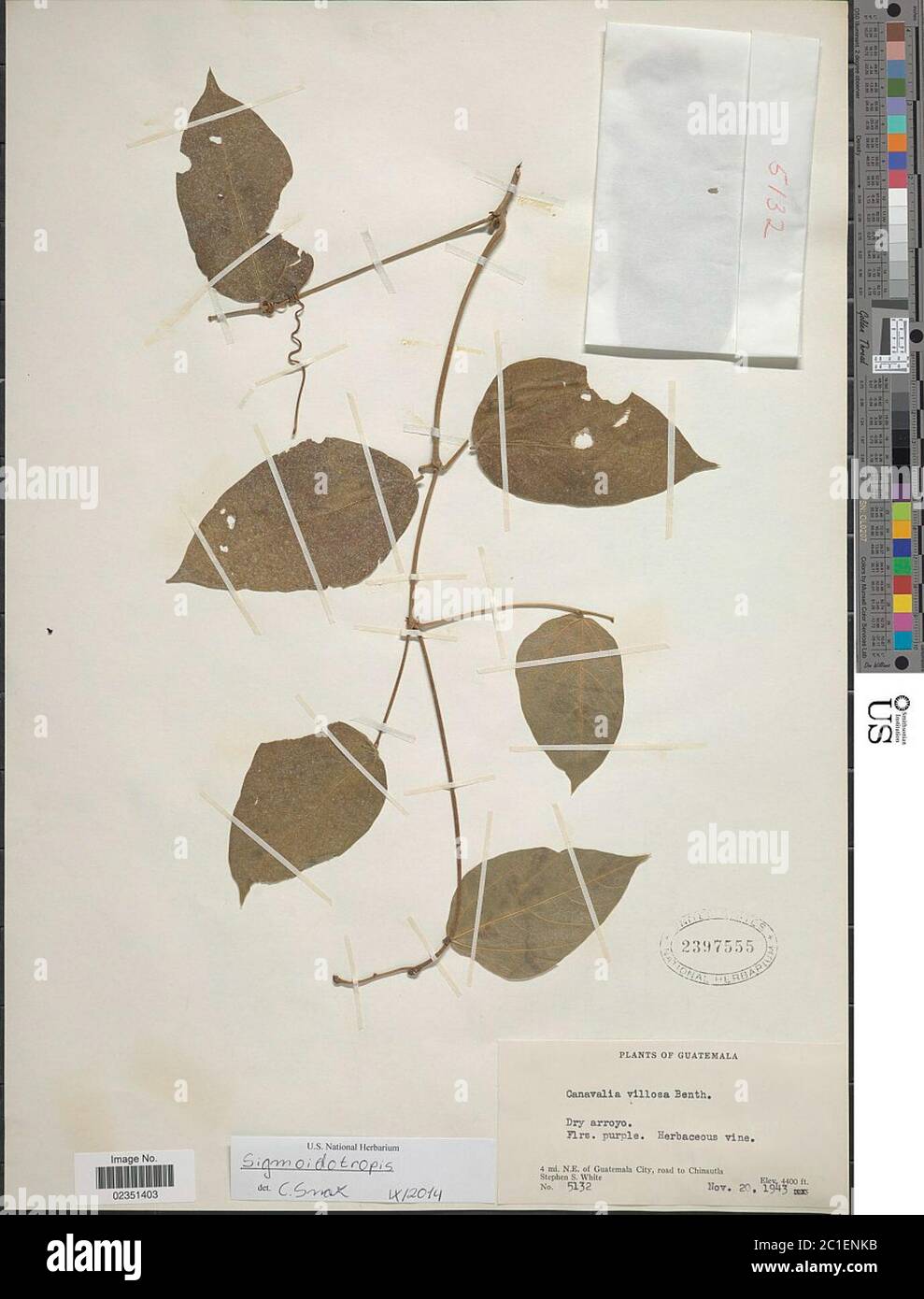 Phaseolus sp hi-res stock photography and images - Alamy