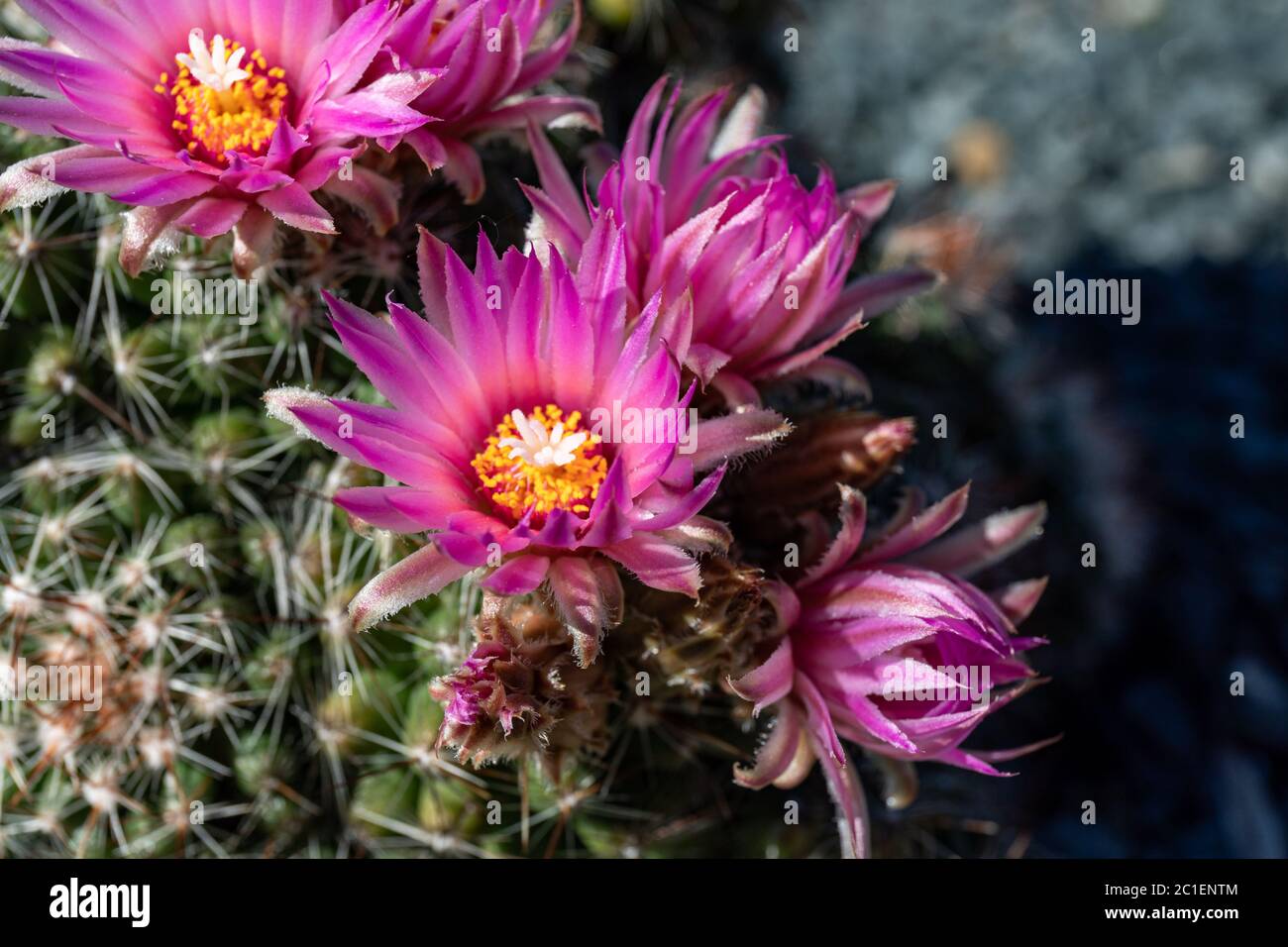 Pink flowers of Escobaria vivipara, a cactus commonly known as ...