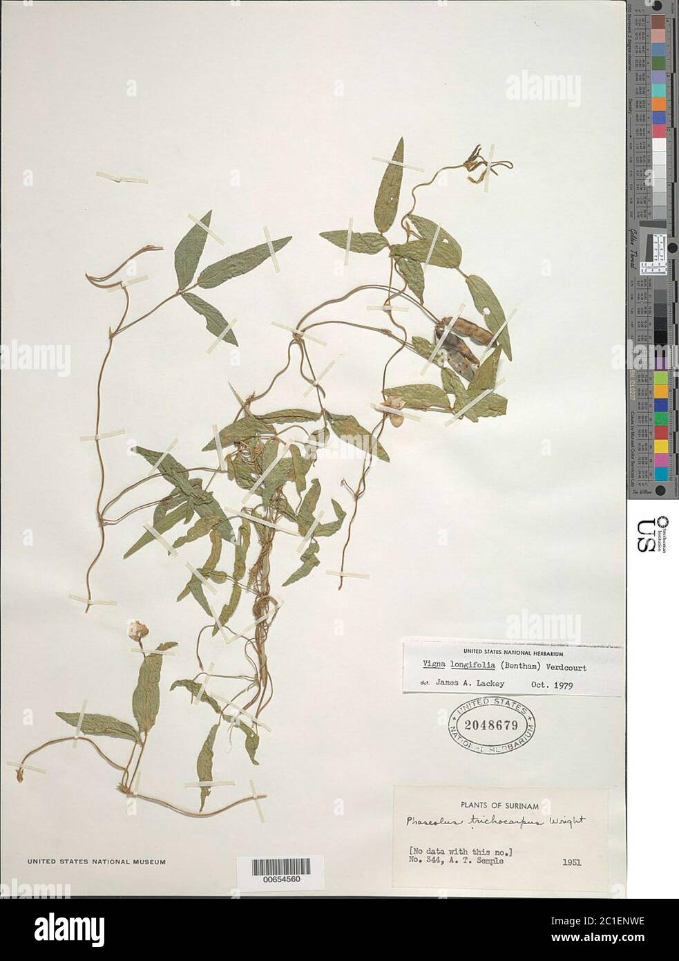 Vigna longifolia Benth Verdc Vigna longifolia Benth Verdc Stock Photo ...