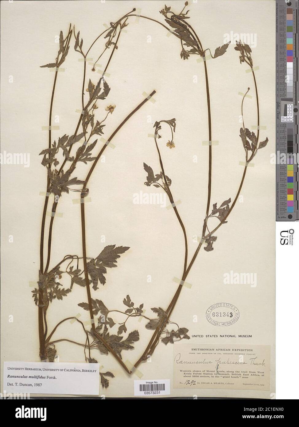Ranunculus multifidus Ranunculus multifidus Stock Photo - Alamy