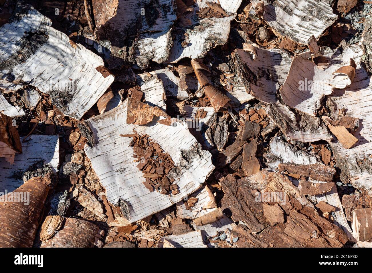 Birch bark on the ground Stock Photo - Alamy