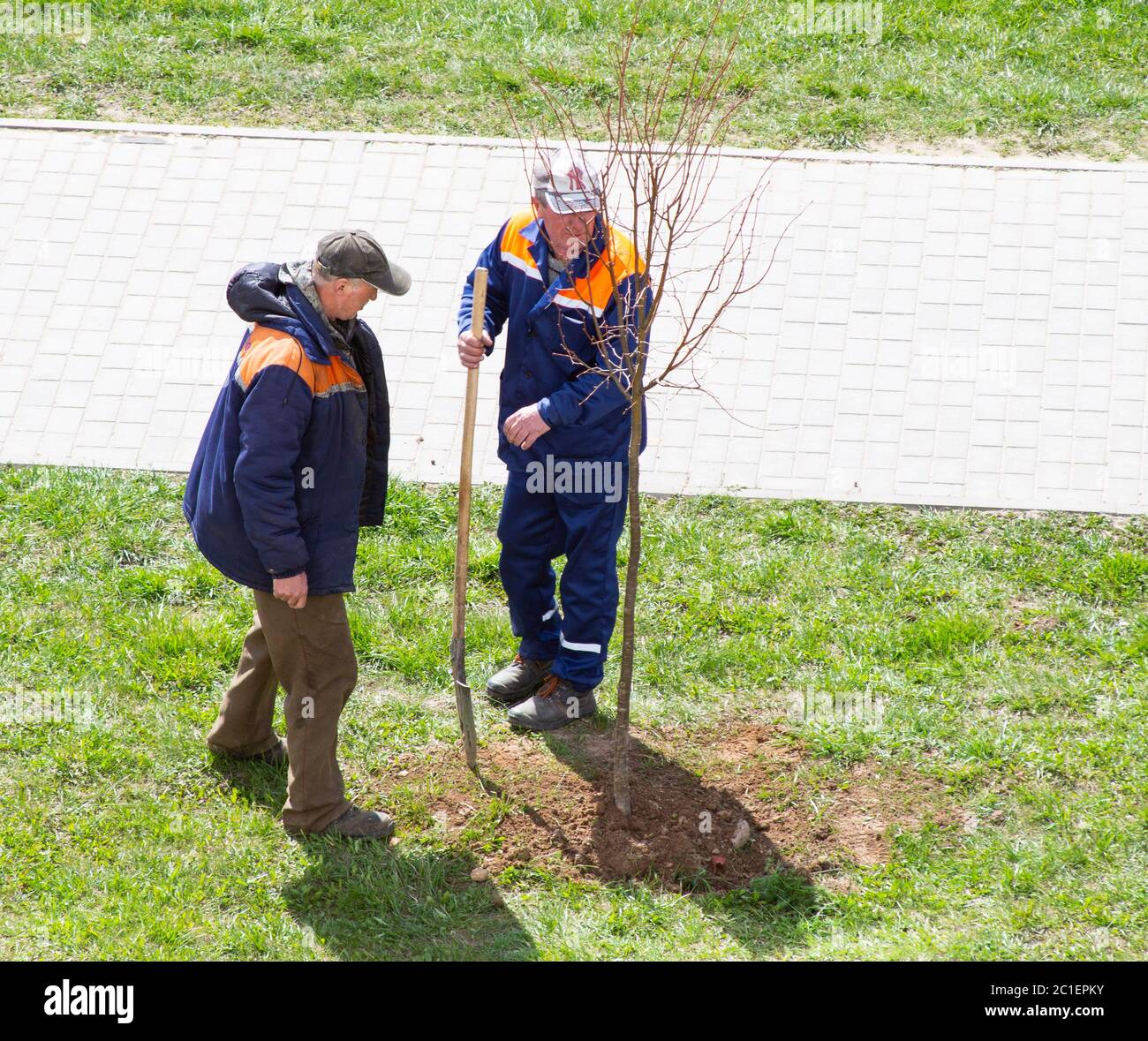 Planting a young tree. Two people in uniform plant a tree while working ...
