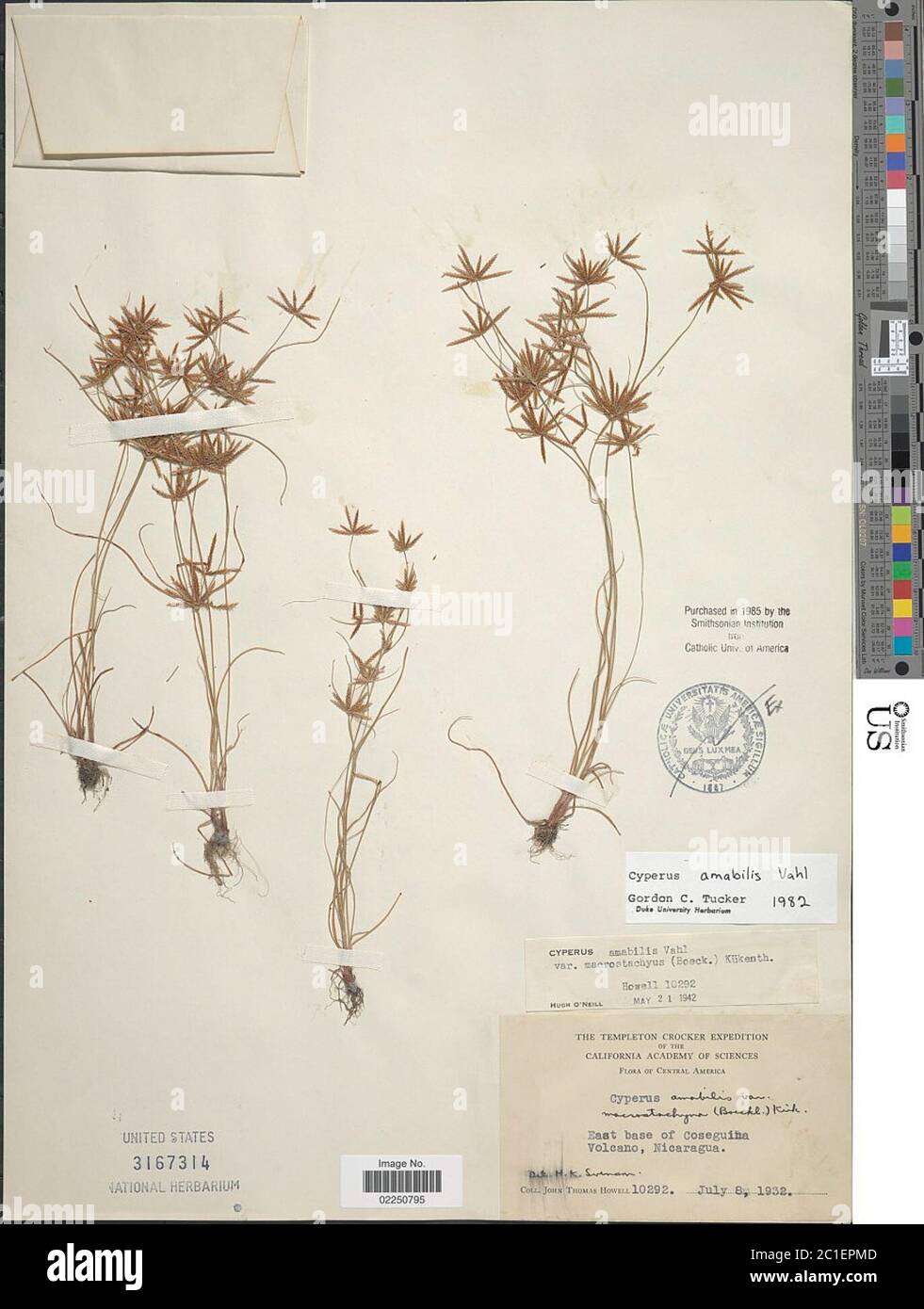 Cyperus amabilis hi-res stock photography and images - Alamy