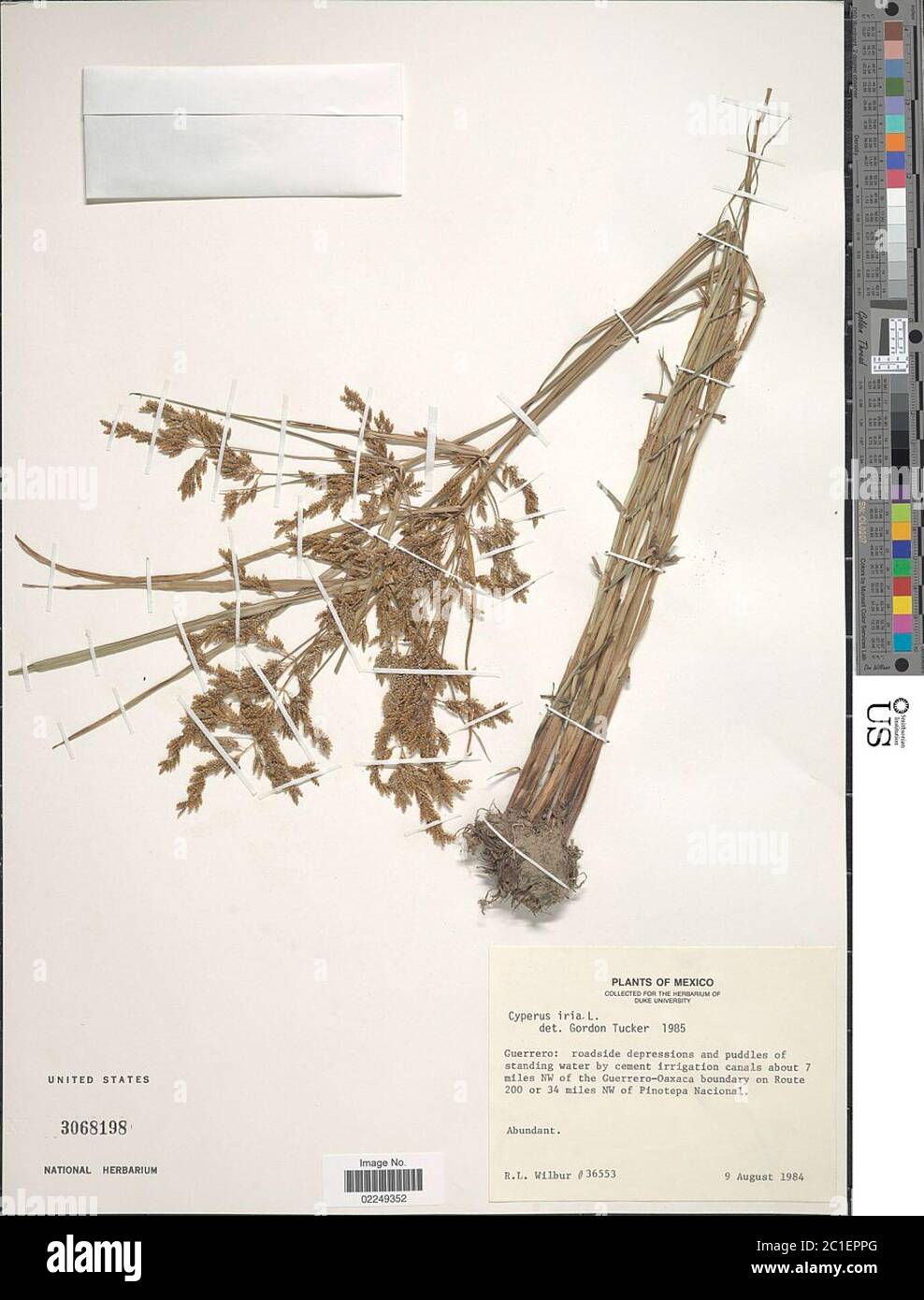 Cyperus iria hi-res stock photography and images - Alamy