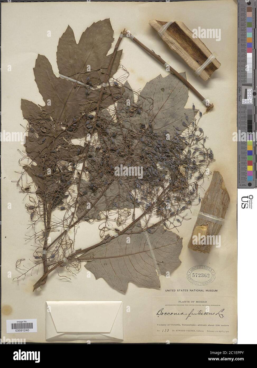 Bocconia frutescens L Bocconia frutescens L Stock Photo - Alamy