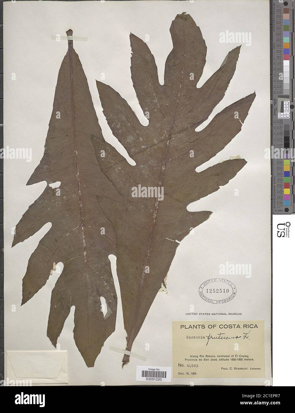 Bocconia frutescens L Bocconia frutescens L Stock Photo - Alamy