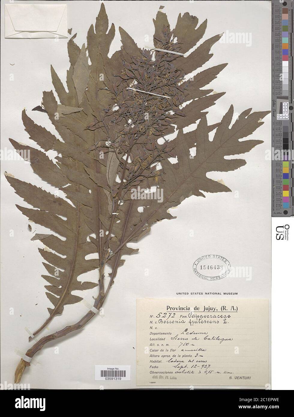 Bocconia frutescens L Bocconia frutescens L Stock Photo - Alamy