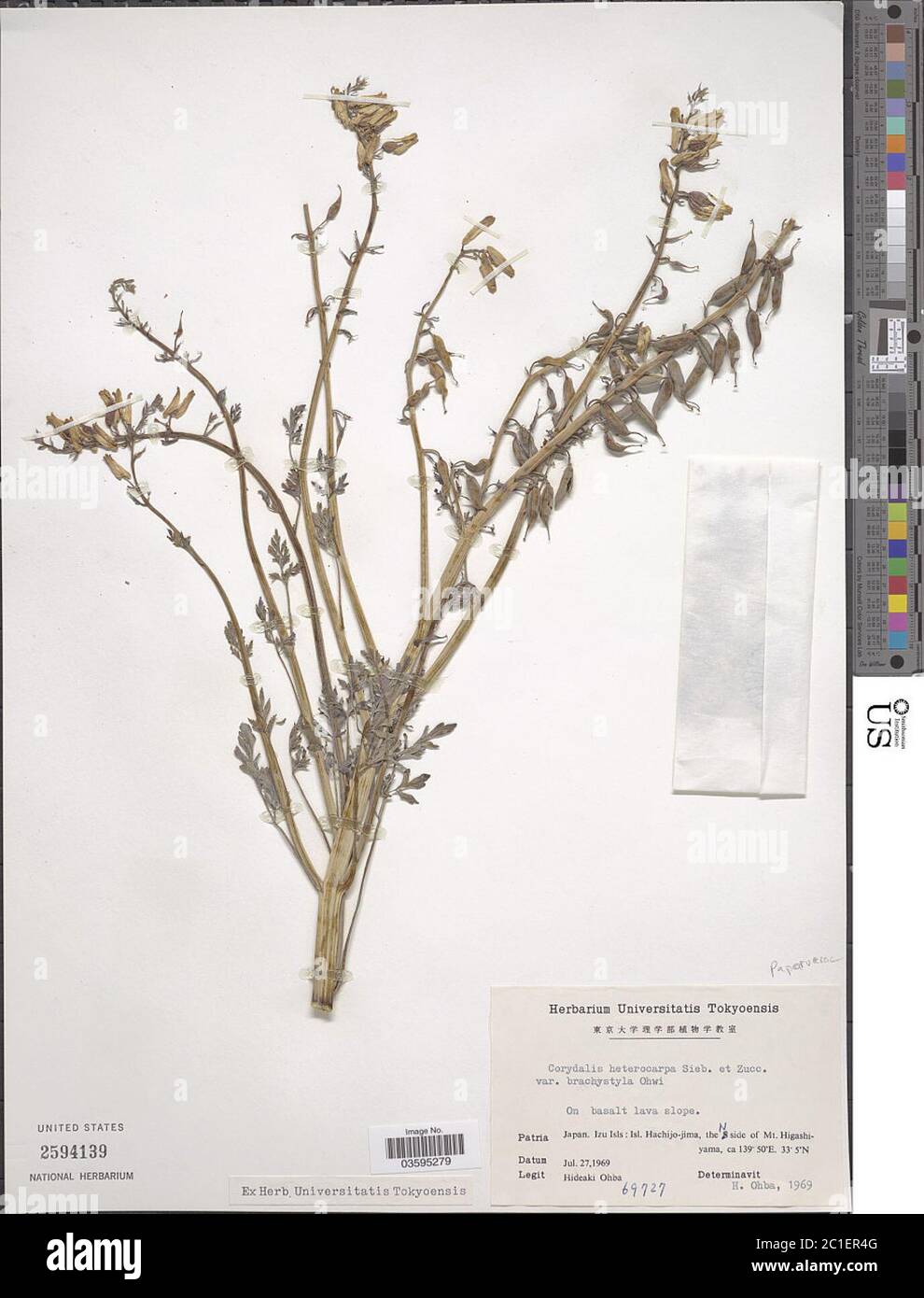 Corydalis heterocarpa Siebold Zucc Corydalis heterocarpa Siebold Zucc ...