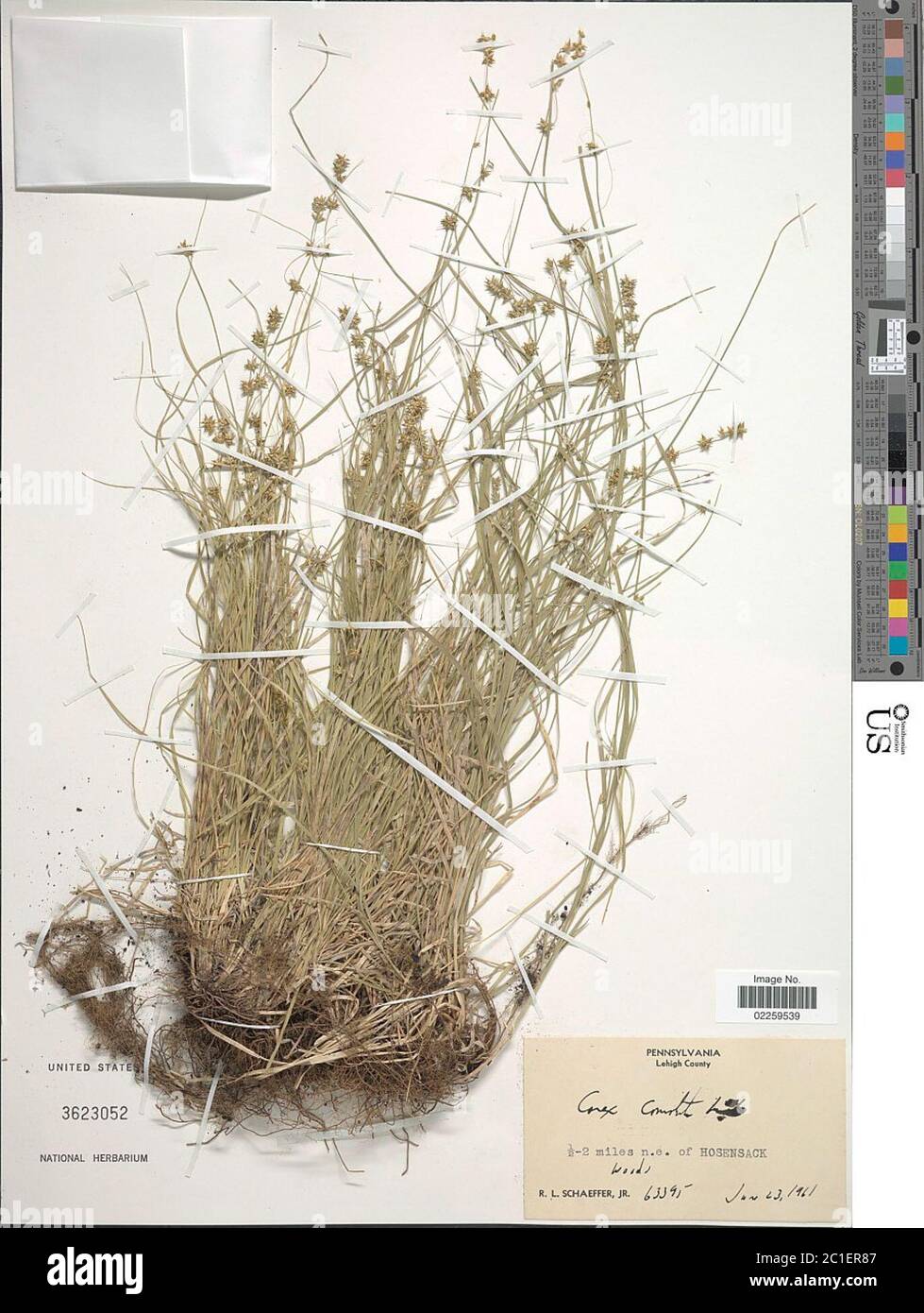 Carex convoluta Carex convoluta Stock Photo - Alamy