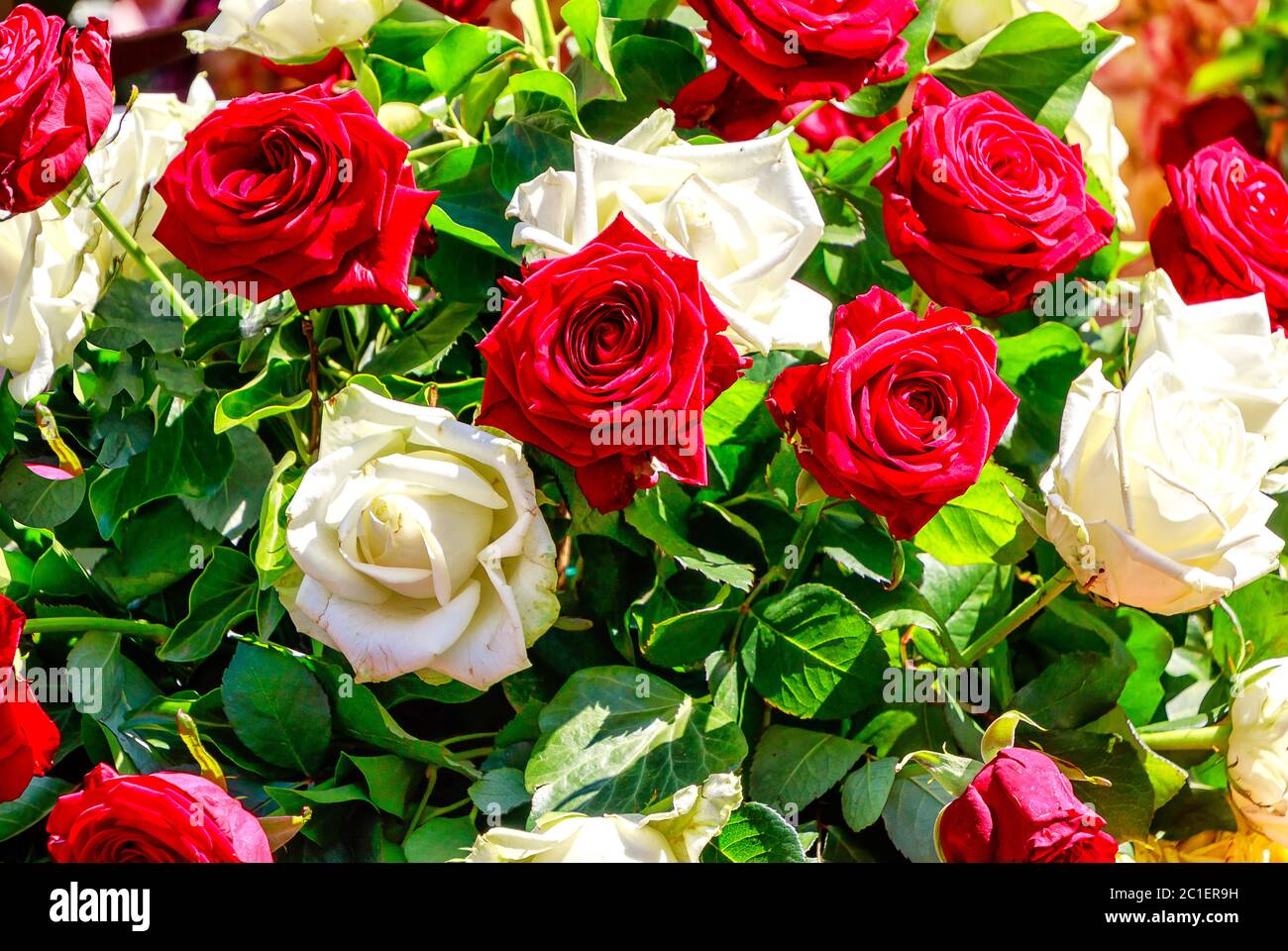 Floral background - Bouquet of white and red roses Stock Photo - Alamy