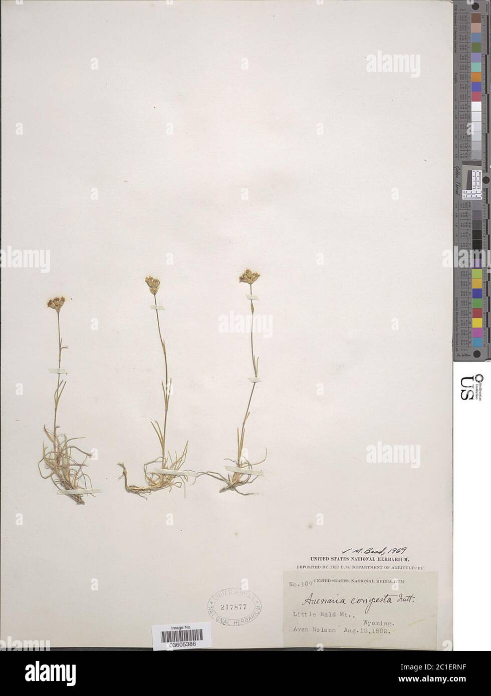 Arenaria congesta Nutt Arenaria congesta Nutt Stock Photo - Alamy