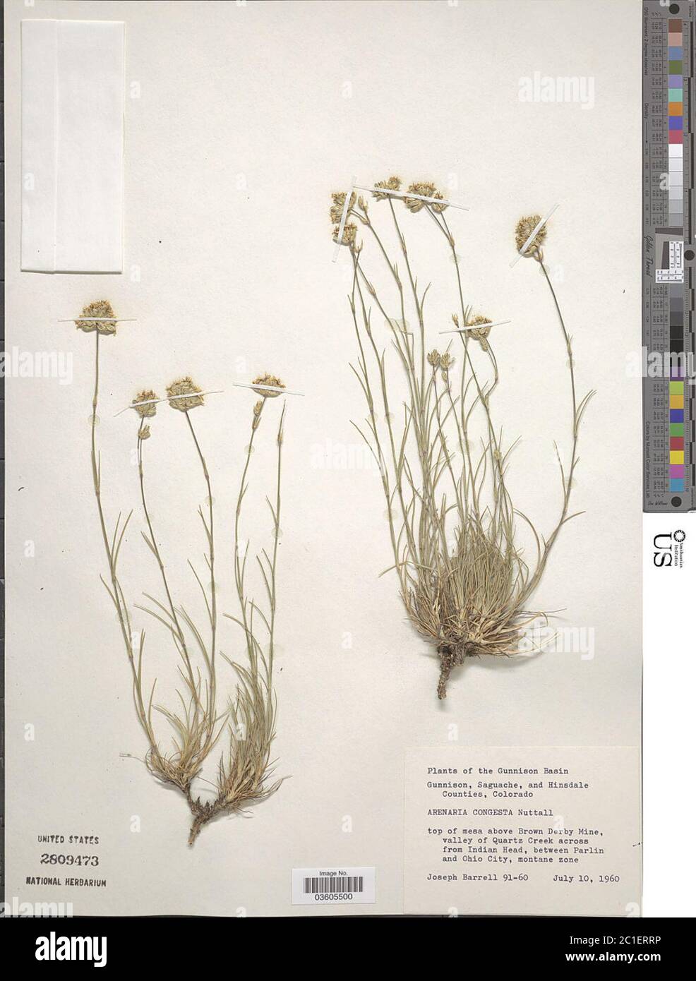 Arenaria congesta Nutt Arenaria congesta Nutt Stock Photo - Alamy