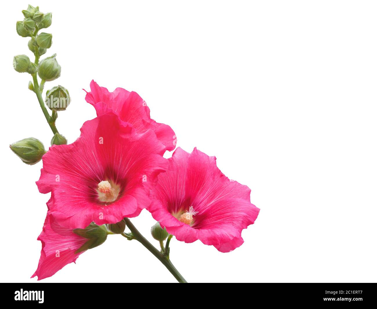 Summer flower spikes Cut Out Stock Images & Pictures - Alamy