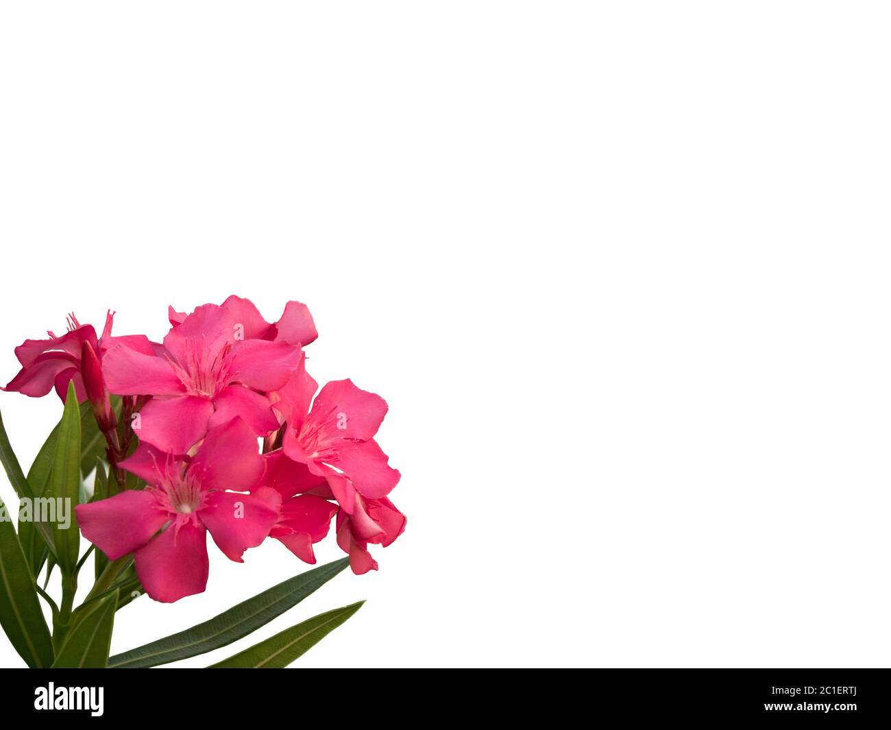 Isolated pink Oleander flowers with leaves on white background Stock ...