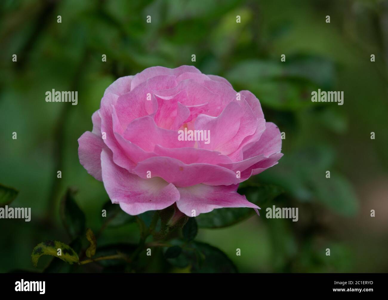 Gentle pink rose in natural green background Stock Photo - Alamy