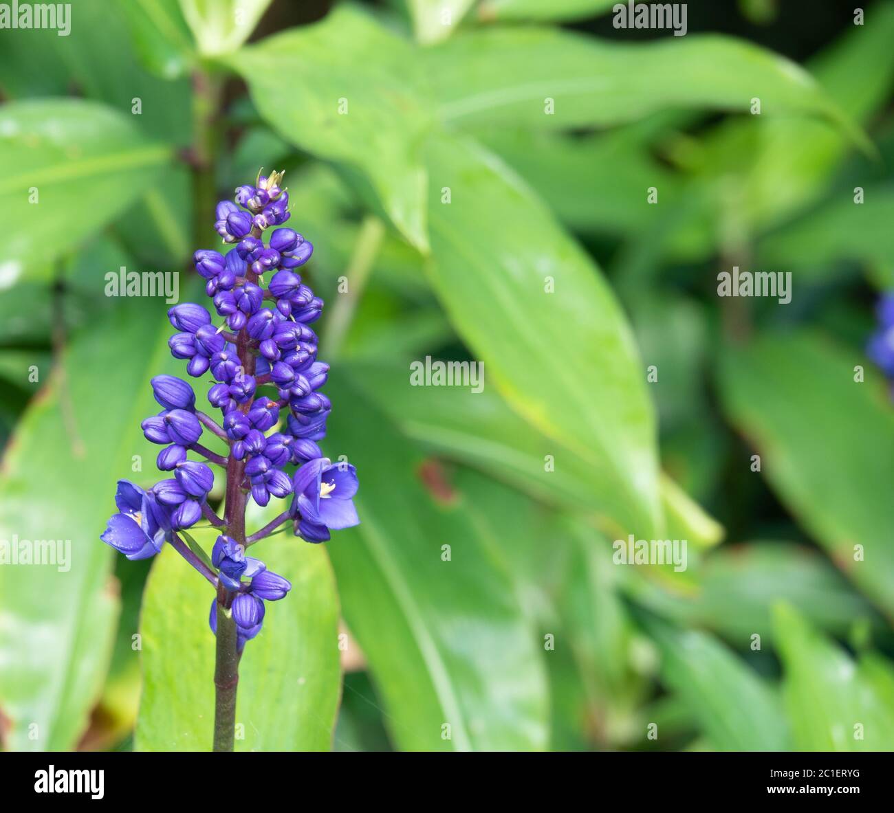 Blue vivid color flower of Dichorisandra Thrysiflora or Blue Ginger ...