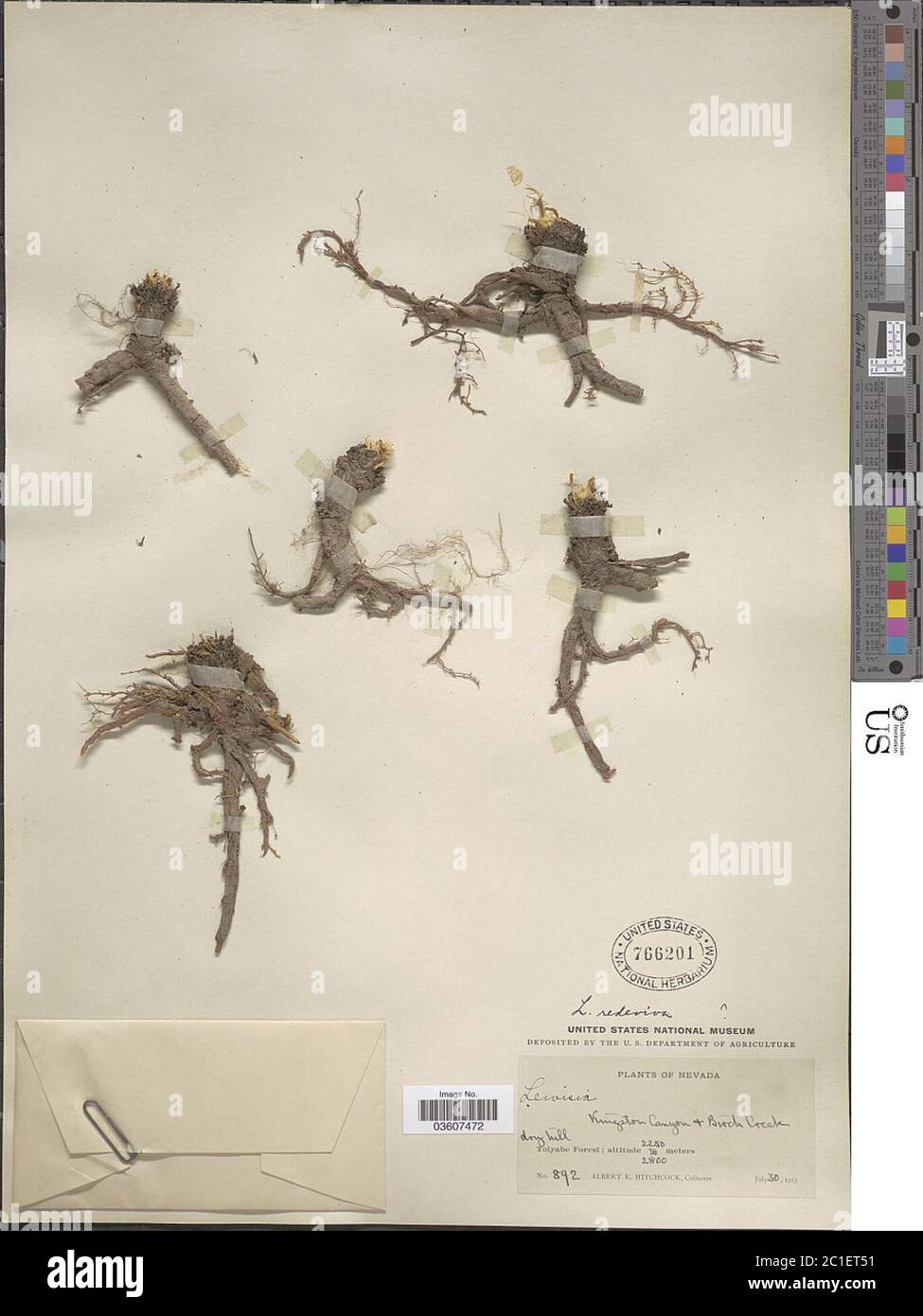 Lewisia rediviva Pursh Lewisia rediviva Pursh Stock Photo - Alamy