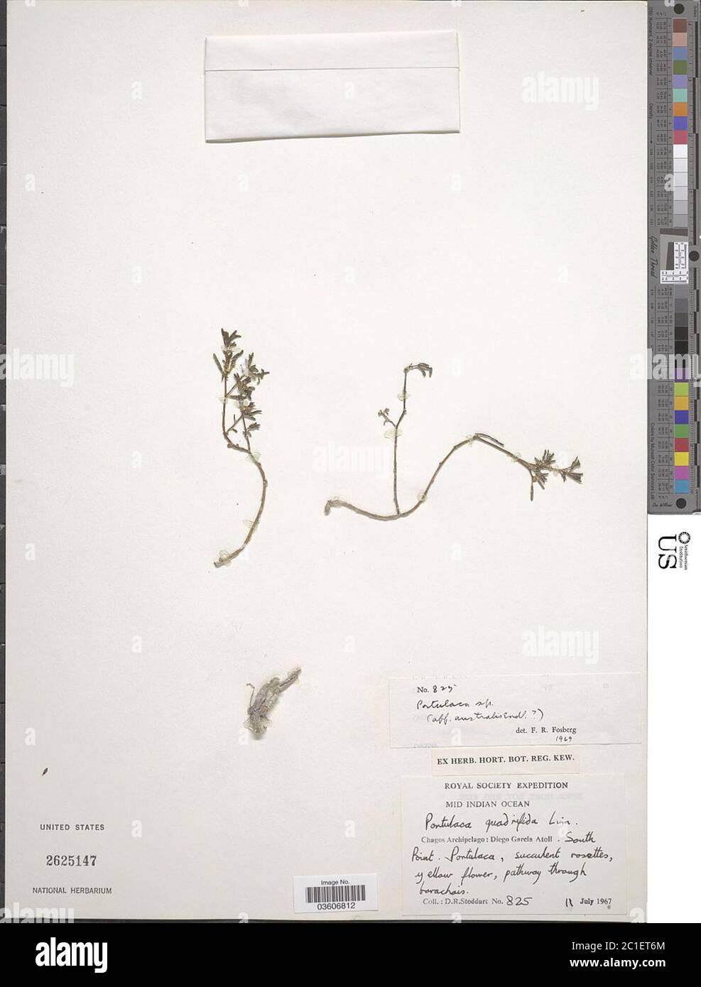 Portulaca australis Endl Portulaca australis Endl Stock Photo - Alamy