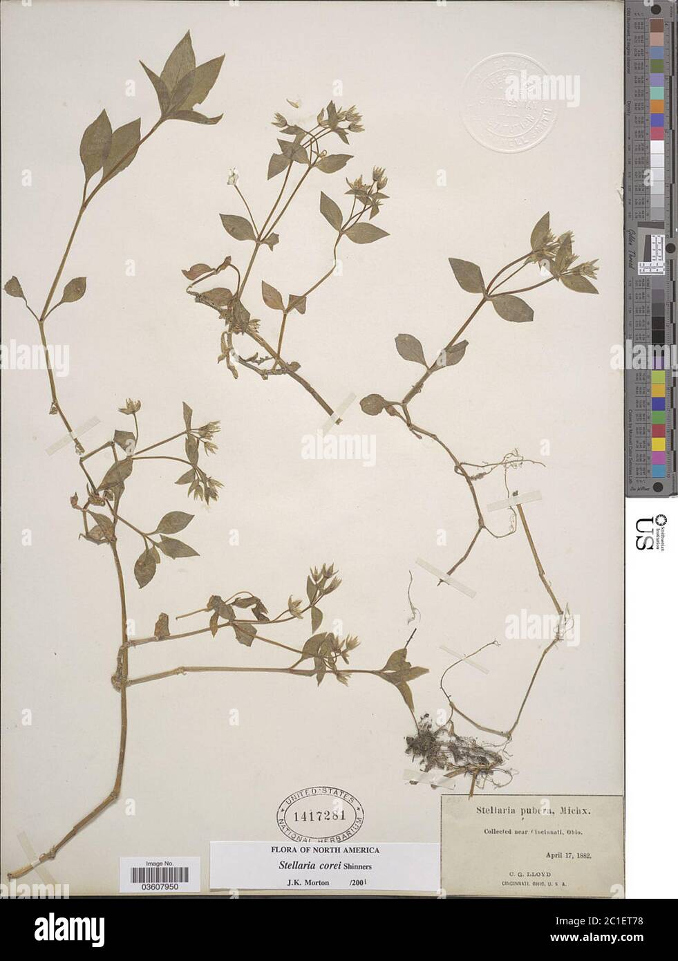 Shinners hi-res stock photography and images - Alamy