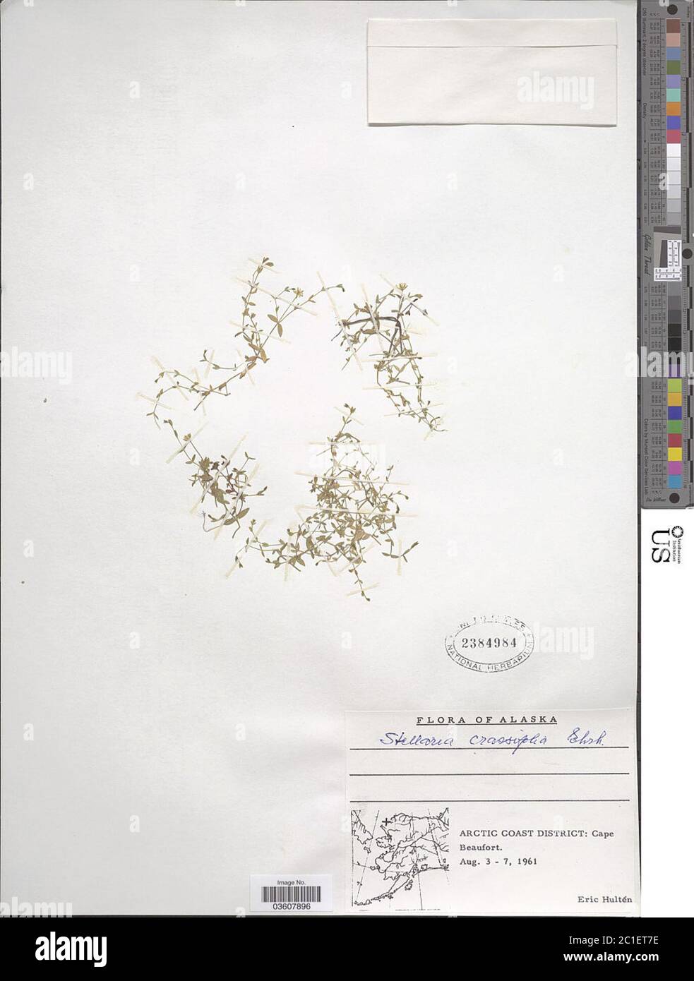 Stellaria crassifolia Ehrh Stellaria crassifolia Ehrh Stock Photo - Alamy