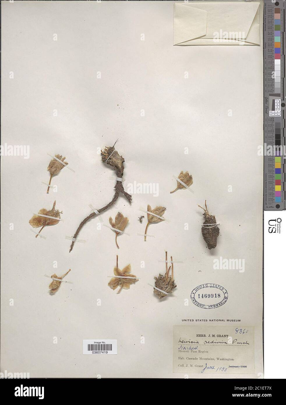 Lewisia rediviva hi-res stock photography and images - Alamy