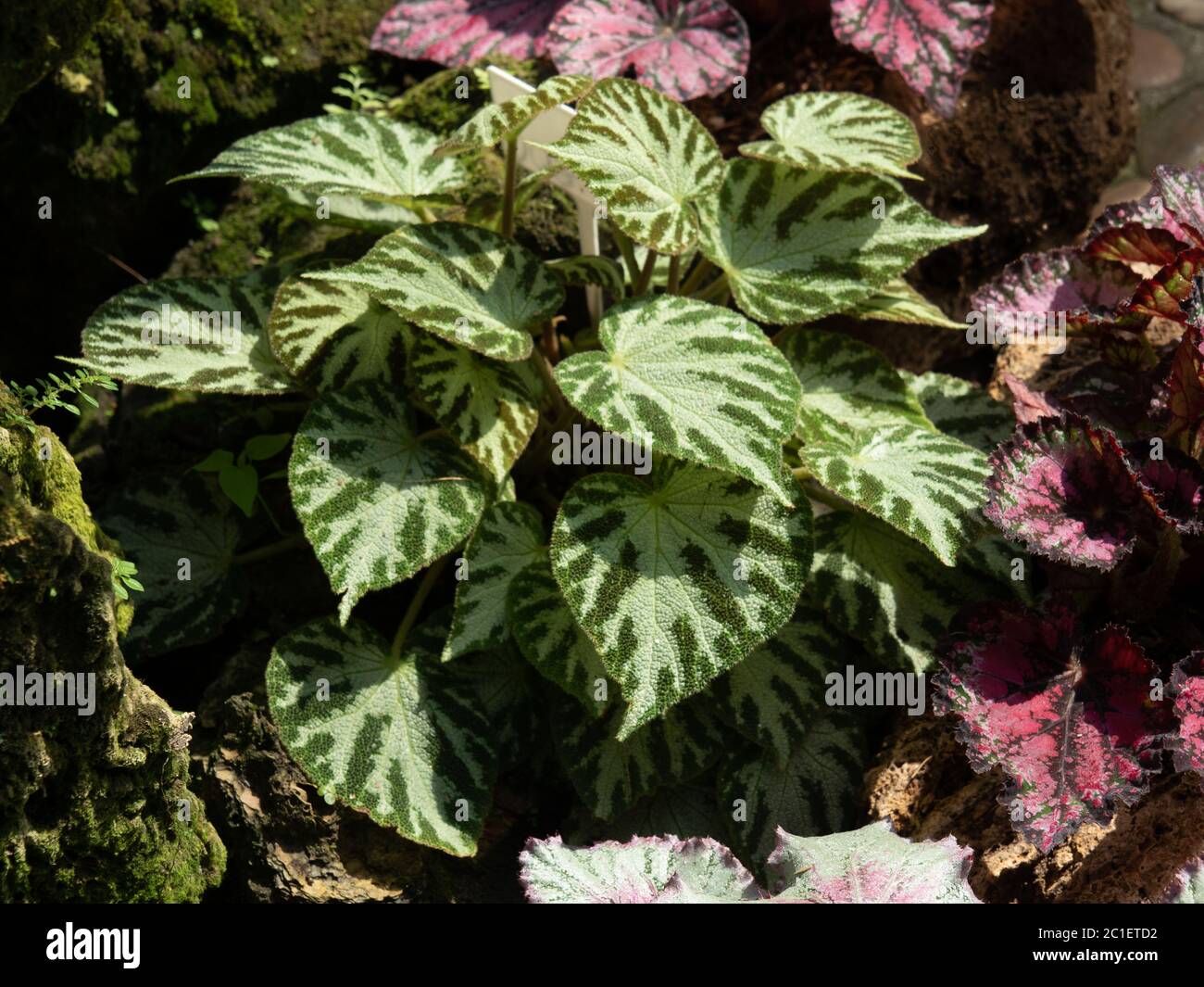 Rex begonia begonia rex hi-res stock photography and images - Alamy