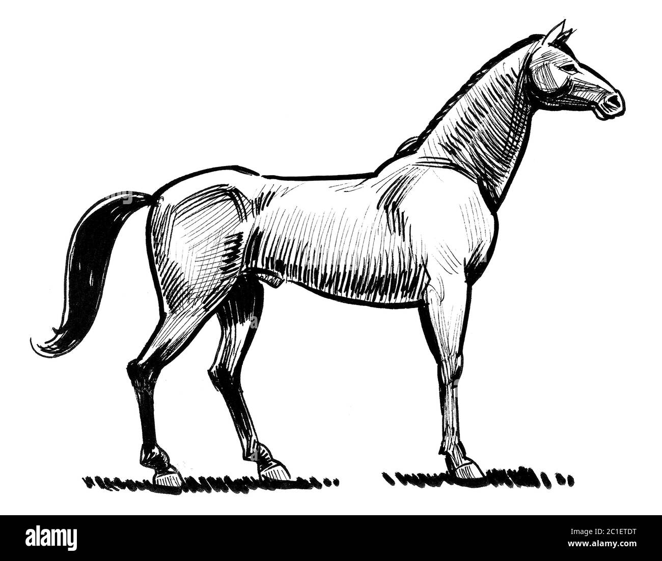 Standing stallion. Ink black and white drawing Stock Photo - Alamy