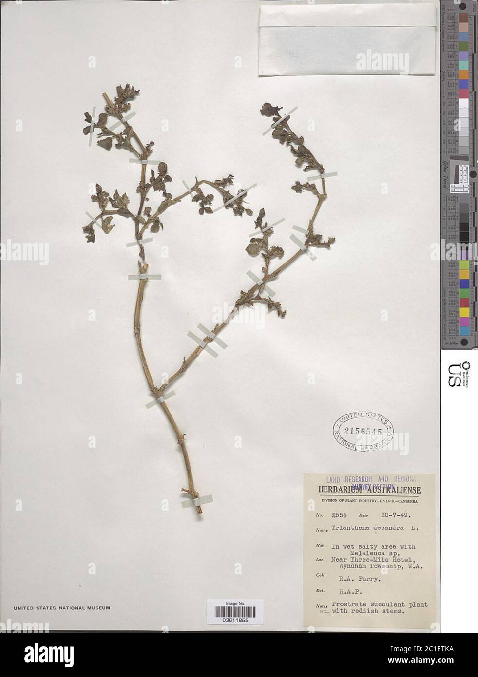 Trianthema Decandra