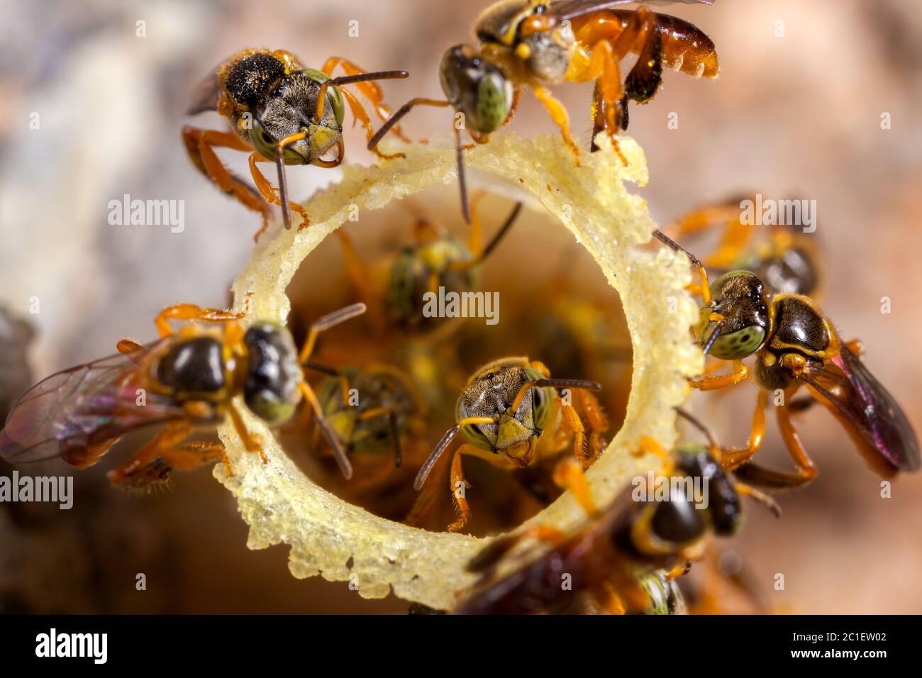 Jatai hi-res stock photography and images - Alamy