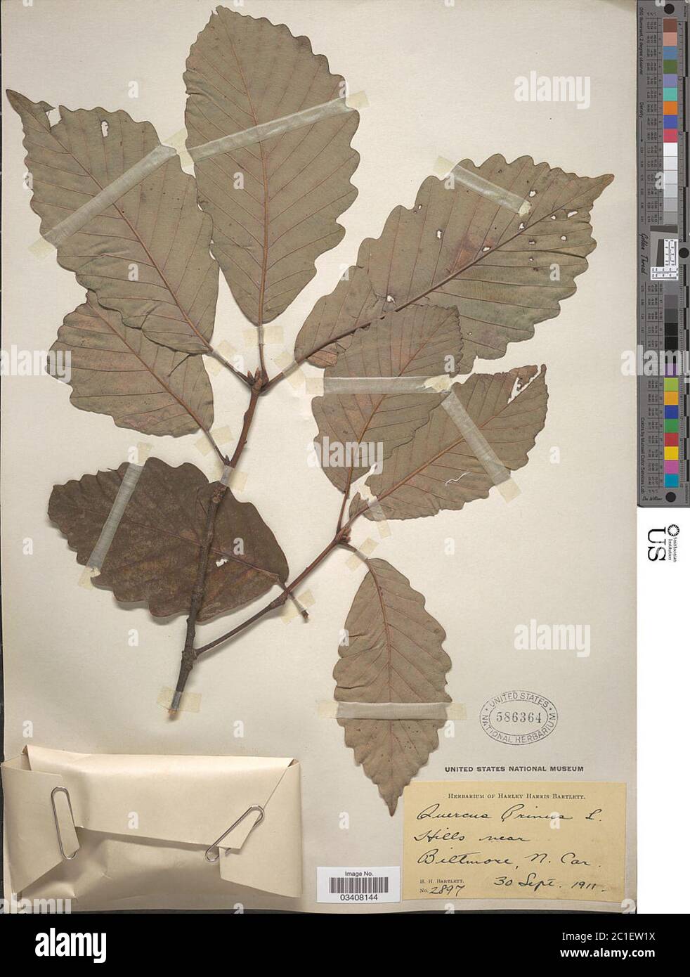 Quercus prinus L Quercus prinus L Stock Photo - Alamy