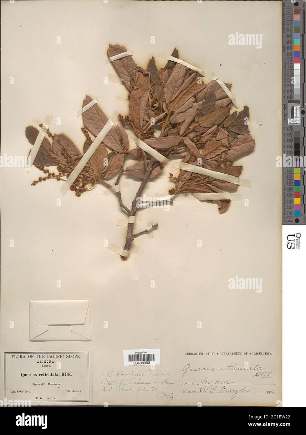 Quercus rugosa Ne Quercus rugosa Ne Stock Photo - Alamy