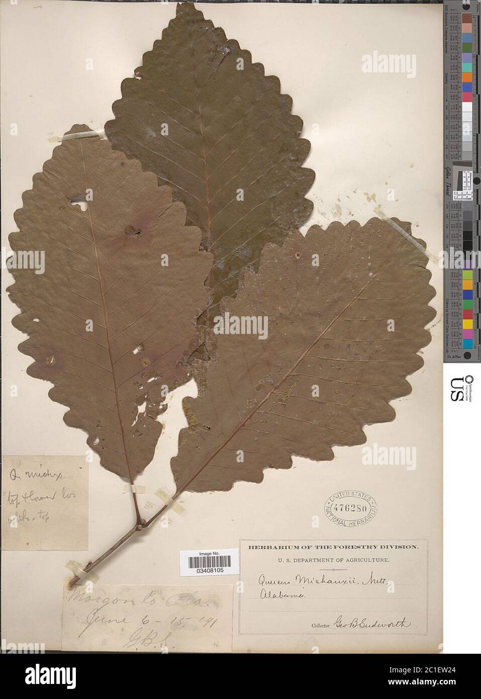 Quercus prinus L Quercus prinus L Stock Photo - Alamy