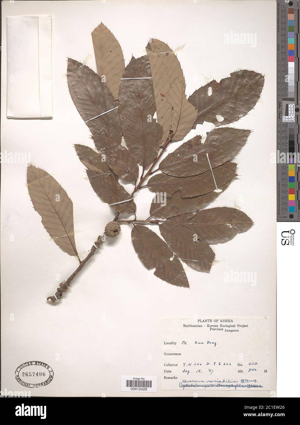 Quercus variabilis hi-res stock photography and images - Alamy