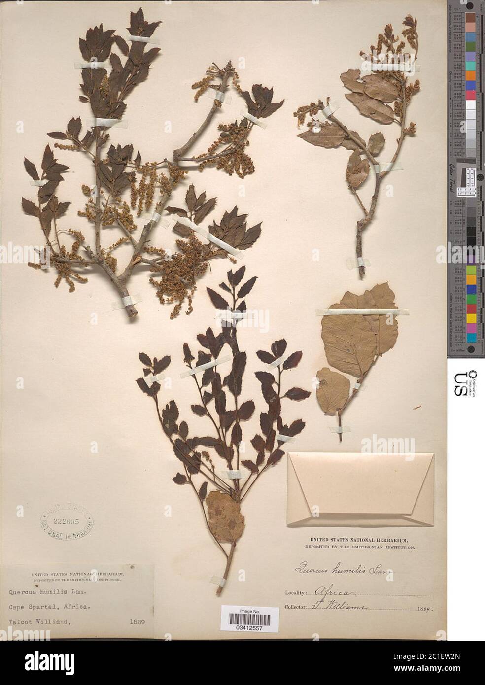 Quercus humilis hi-res stock photography and images - Alamy