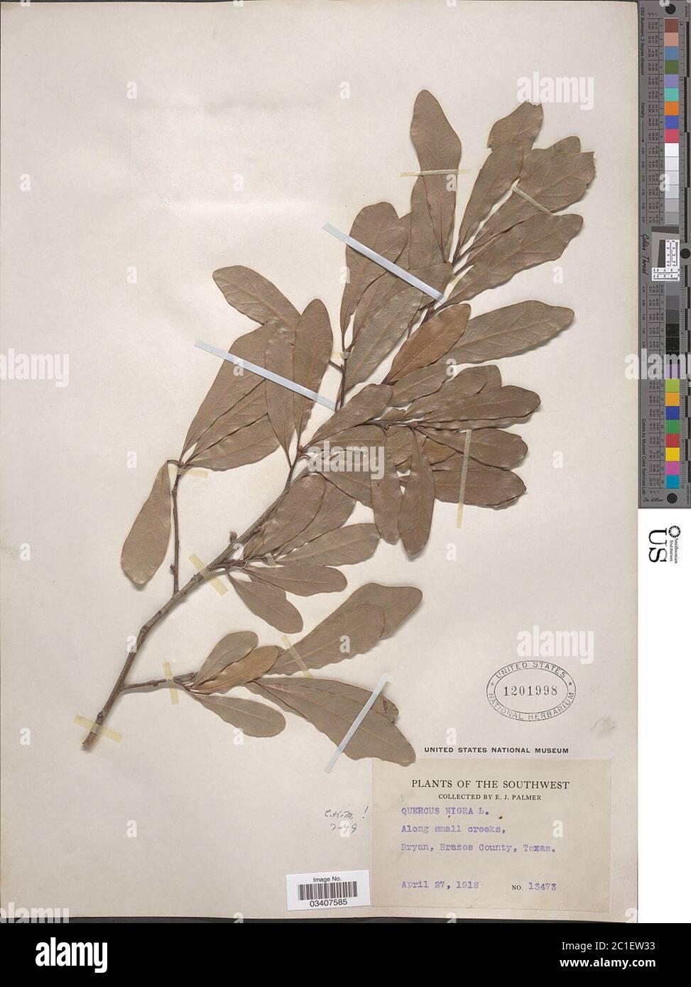 Quercus nigra L Quercus nigra L Stock Photo - Alamy