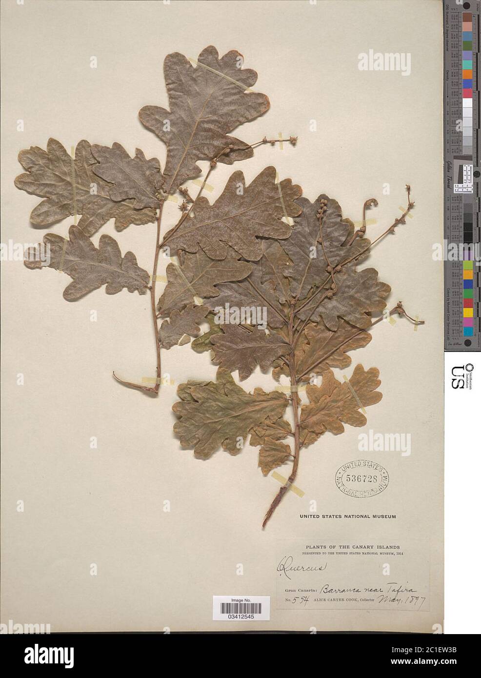 Quercus sp Quercus sp Stock Photo - Alamy