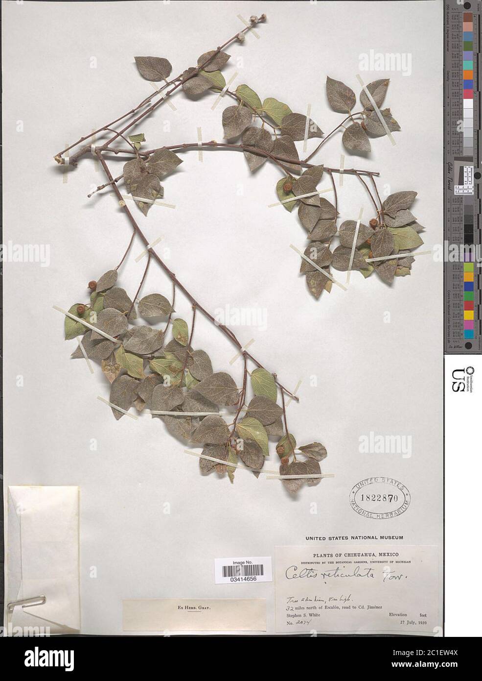 Celtis reticulata Torr Celtis reticulata Torr Stock Photo - Alamy