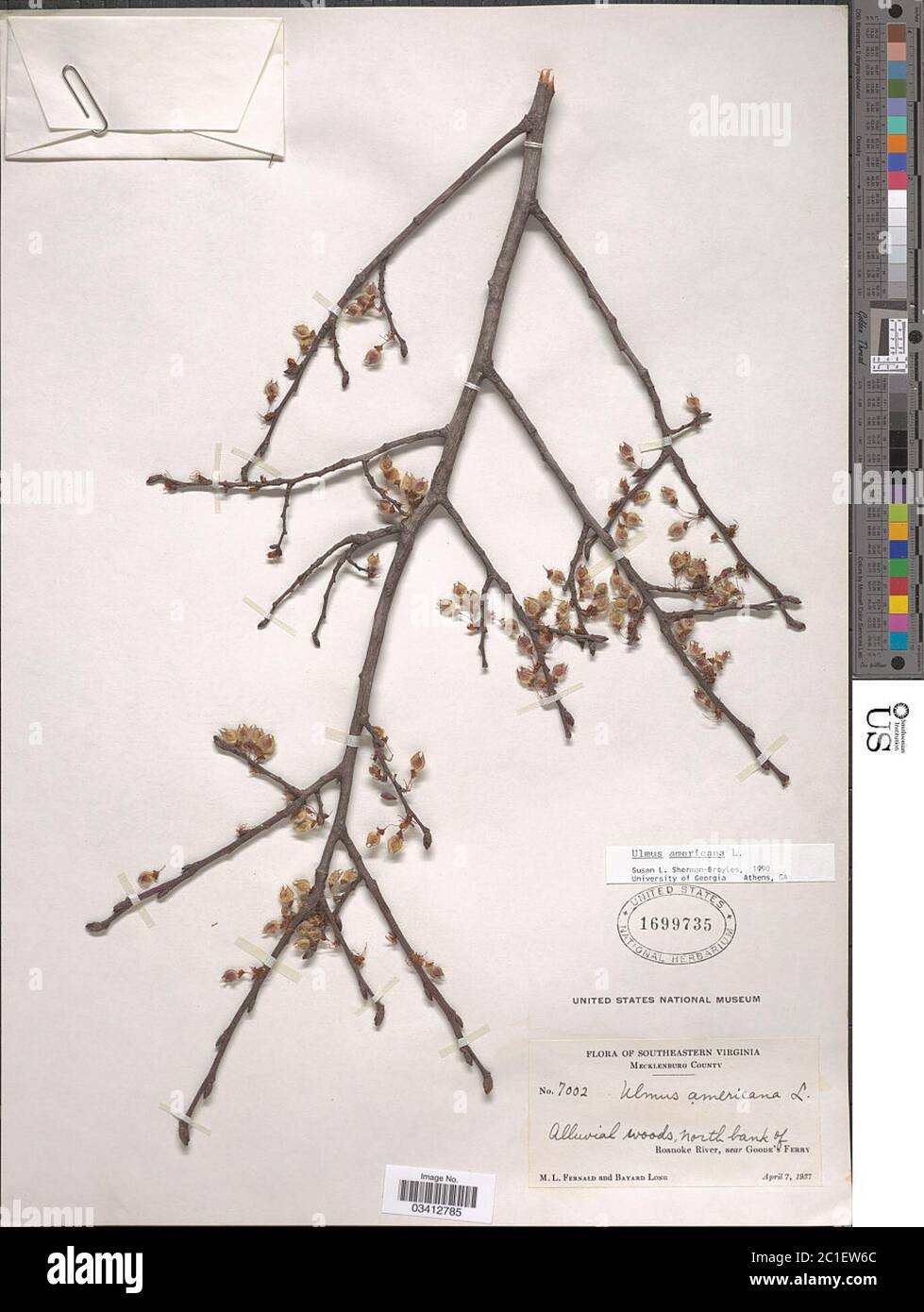 Ulmus americana l hi-res stock photography and images - Alamy