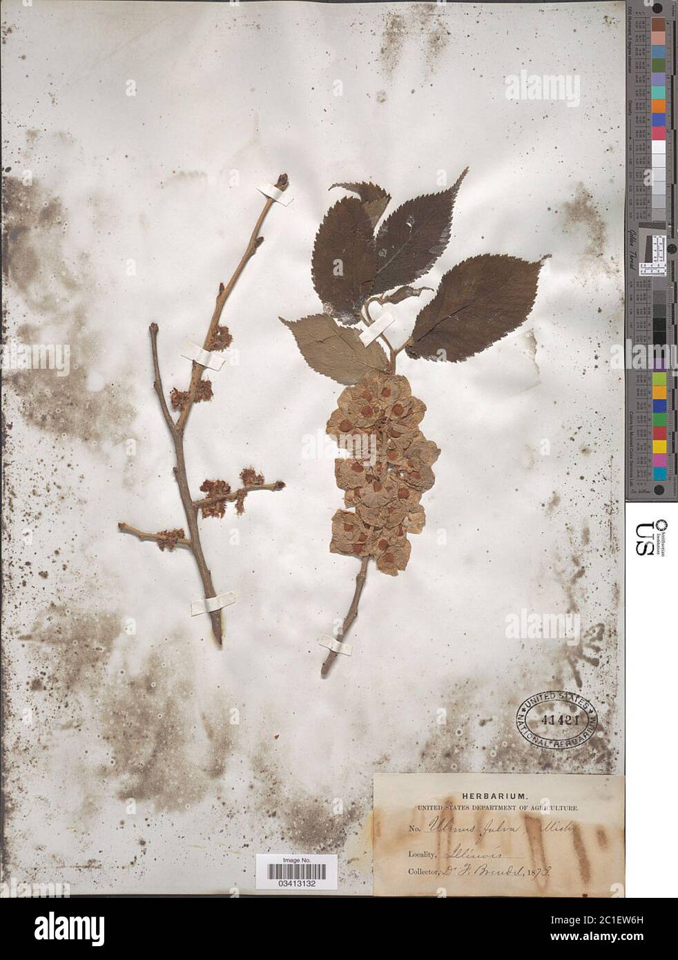 Ulmus rubra hi-res stock photography and images - Alamy