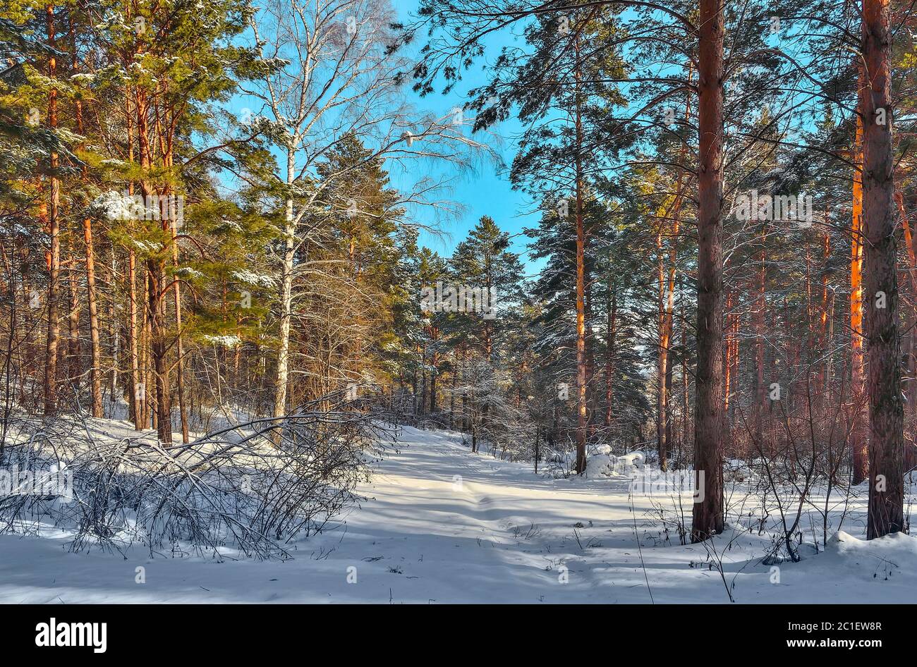 Winter landscape in sunny coniferous evergreen pine forest. Fairy tale ...