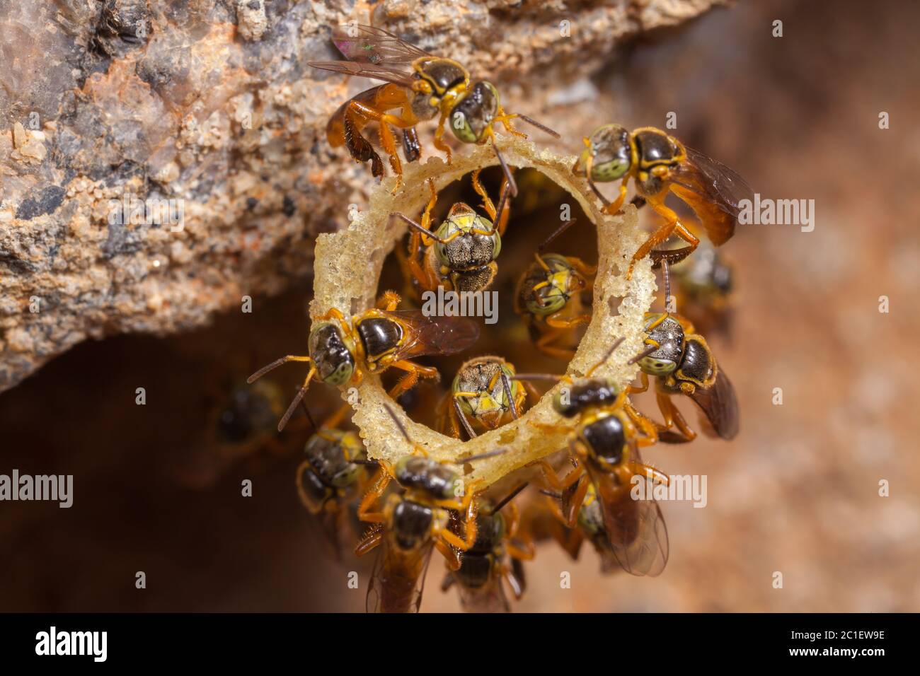 Jatai hi-res stock photography and images - Alamy