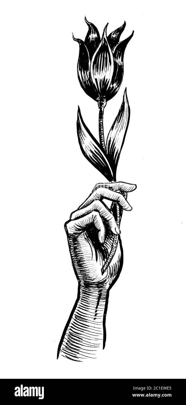 Tulip drawing Black and White Stock Photos & Images - Alamy