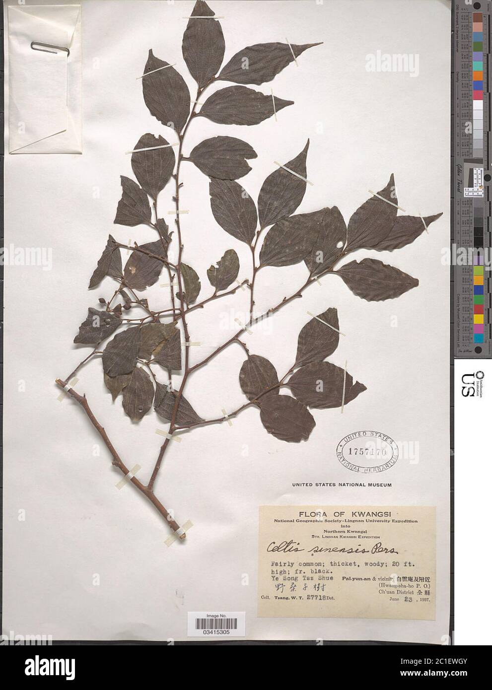 Celtis sinensis hi-res stock photography and images - Alamy