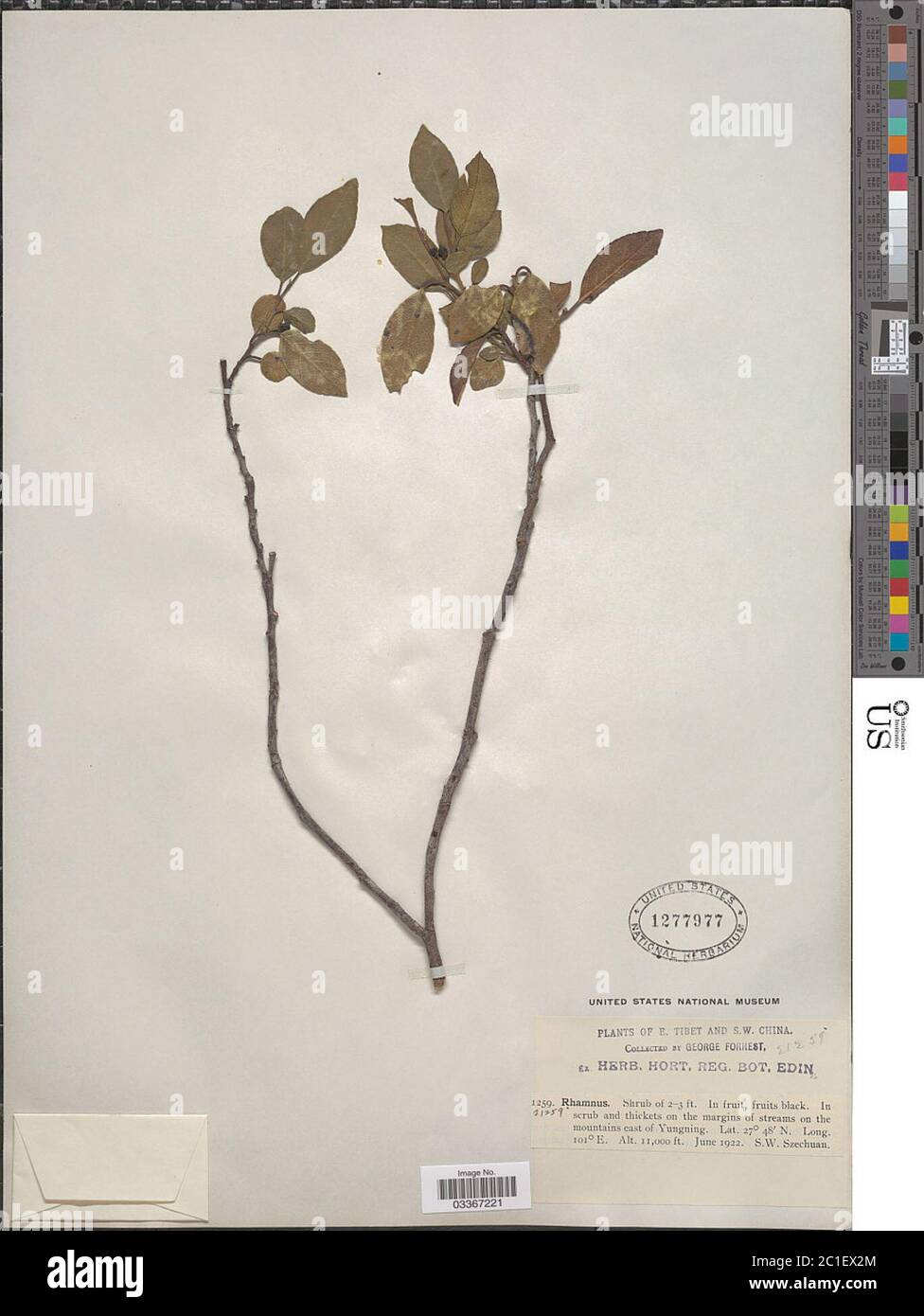 Rhamnus sp Rhamnus sp Stock Photo - Alamy