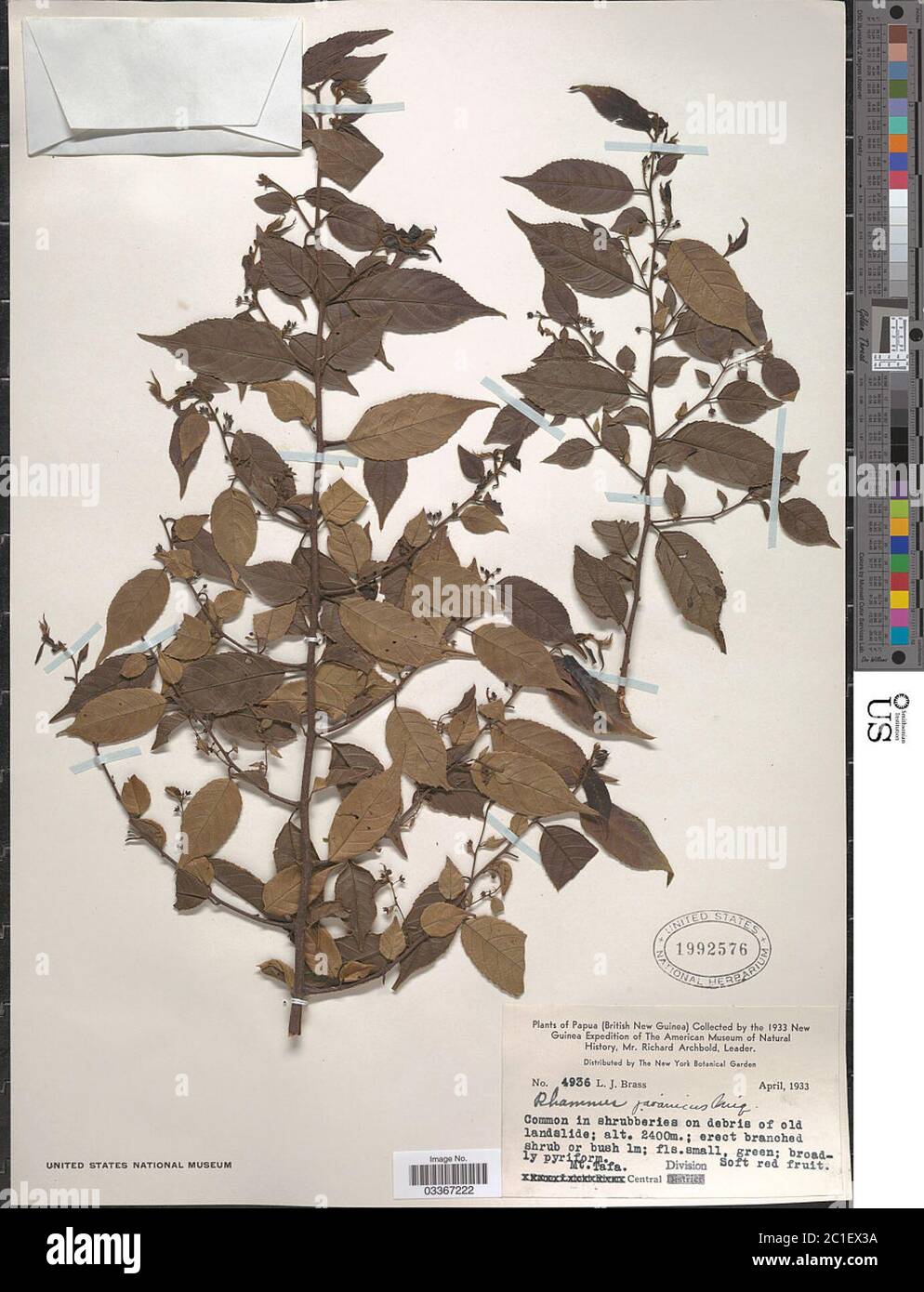 Rhamnus sp Rhamnus sp Stock Photo - Alamy