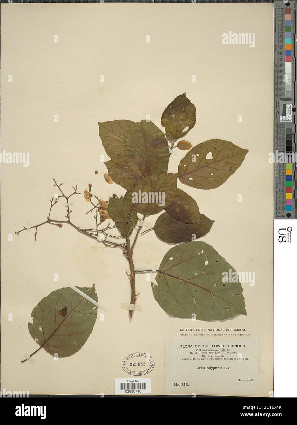 Cordia dentata hi-res stock photography and images - Alamy